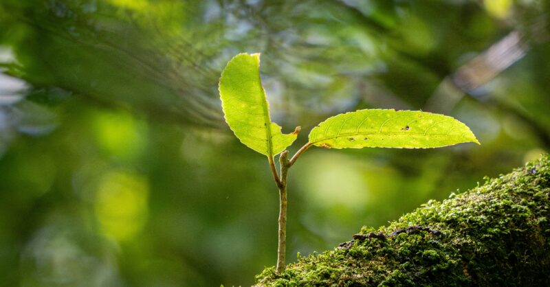 Trends and innovations in nature finance: what to look out for in 2025 ...